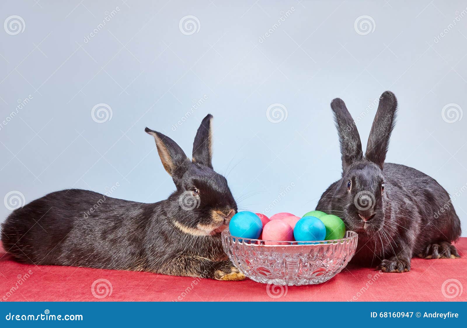 Rabbits are Lie Near Easter Eggs Stock Image - Image of black ...