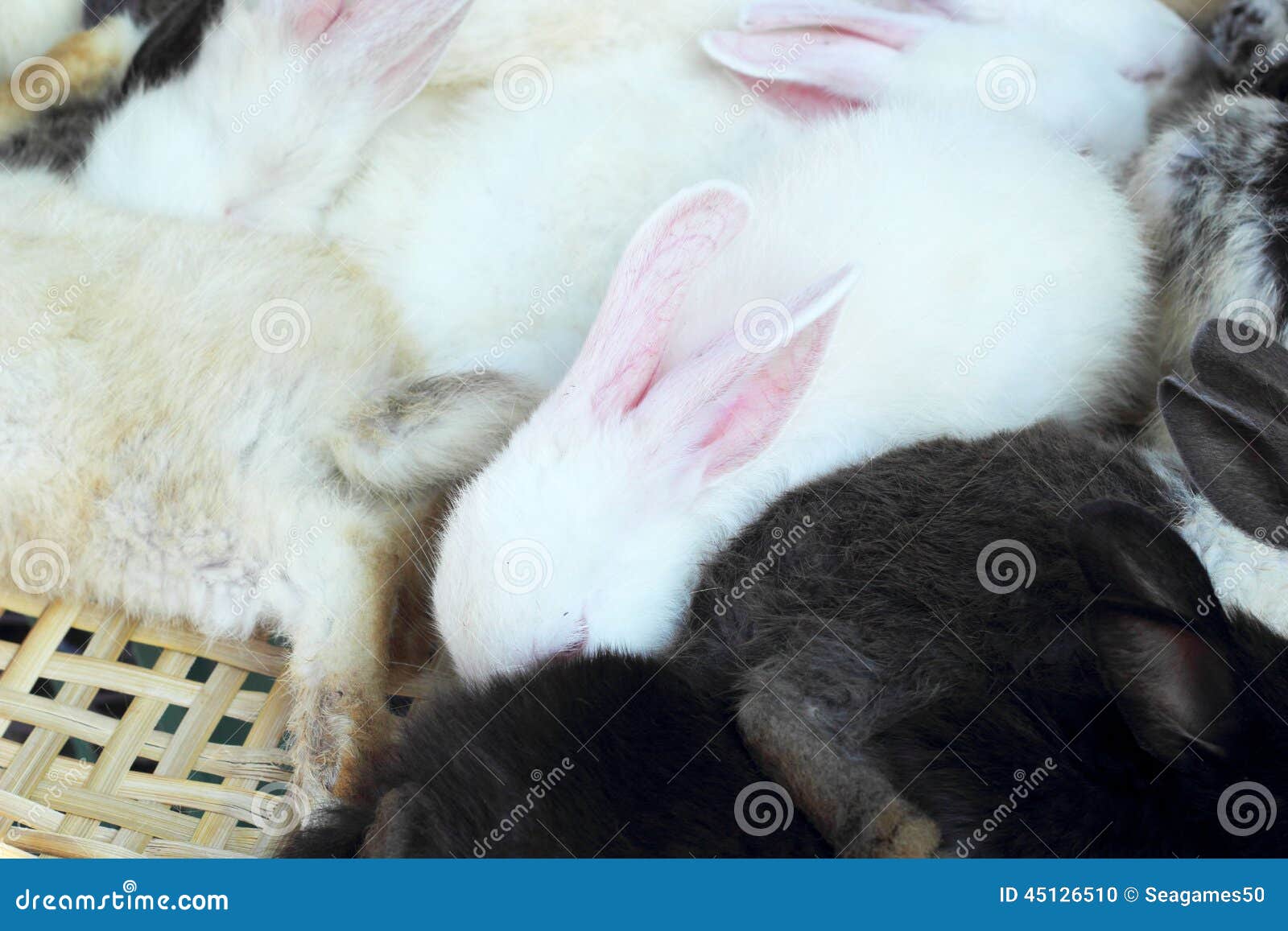 Rabbits Lots of Cute for Sale. Stock Photo - Image of girl, furry: 45126510