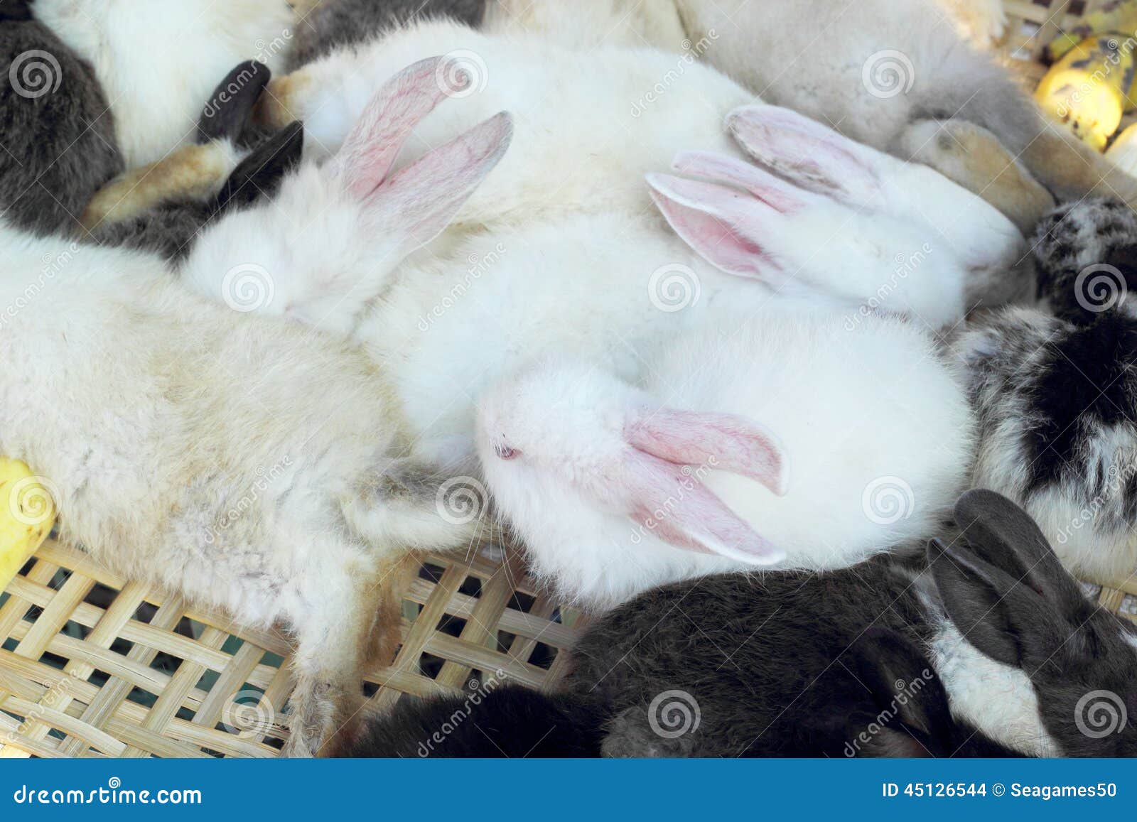 Rabbits Lots of Cute for Sale. Stock Photo - Image of domestic, playful ...