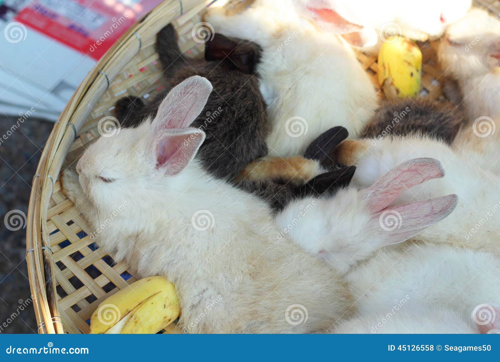 Rabbits Lots of Cute for Sale. Stock Photo - Image of girl, fluffy ...