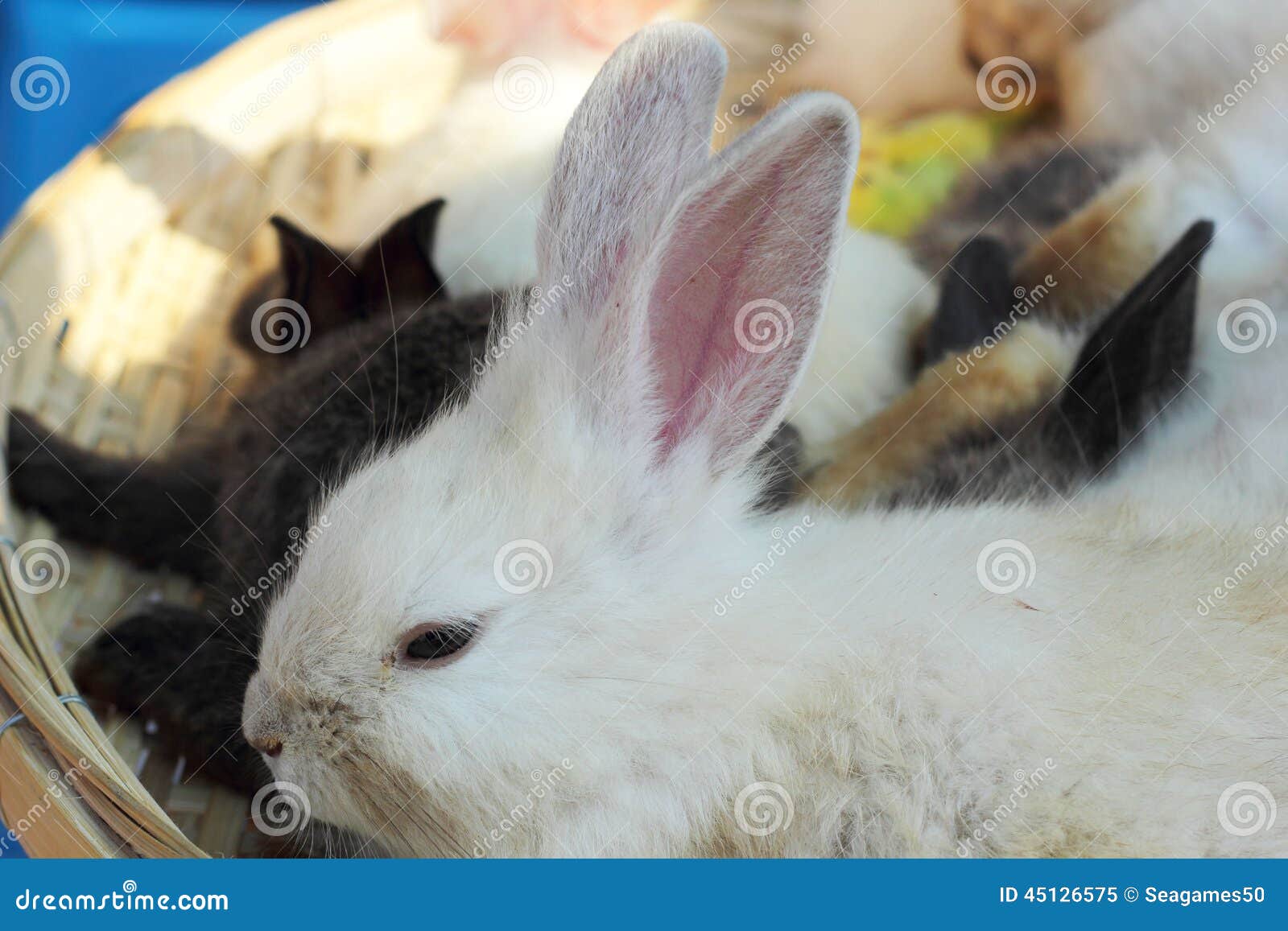 Rabbits Lots of Cute for Sale. Stock Image - Image of girl, hair: 45126575