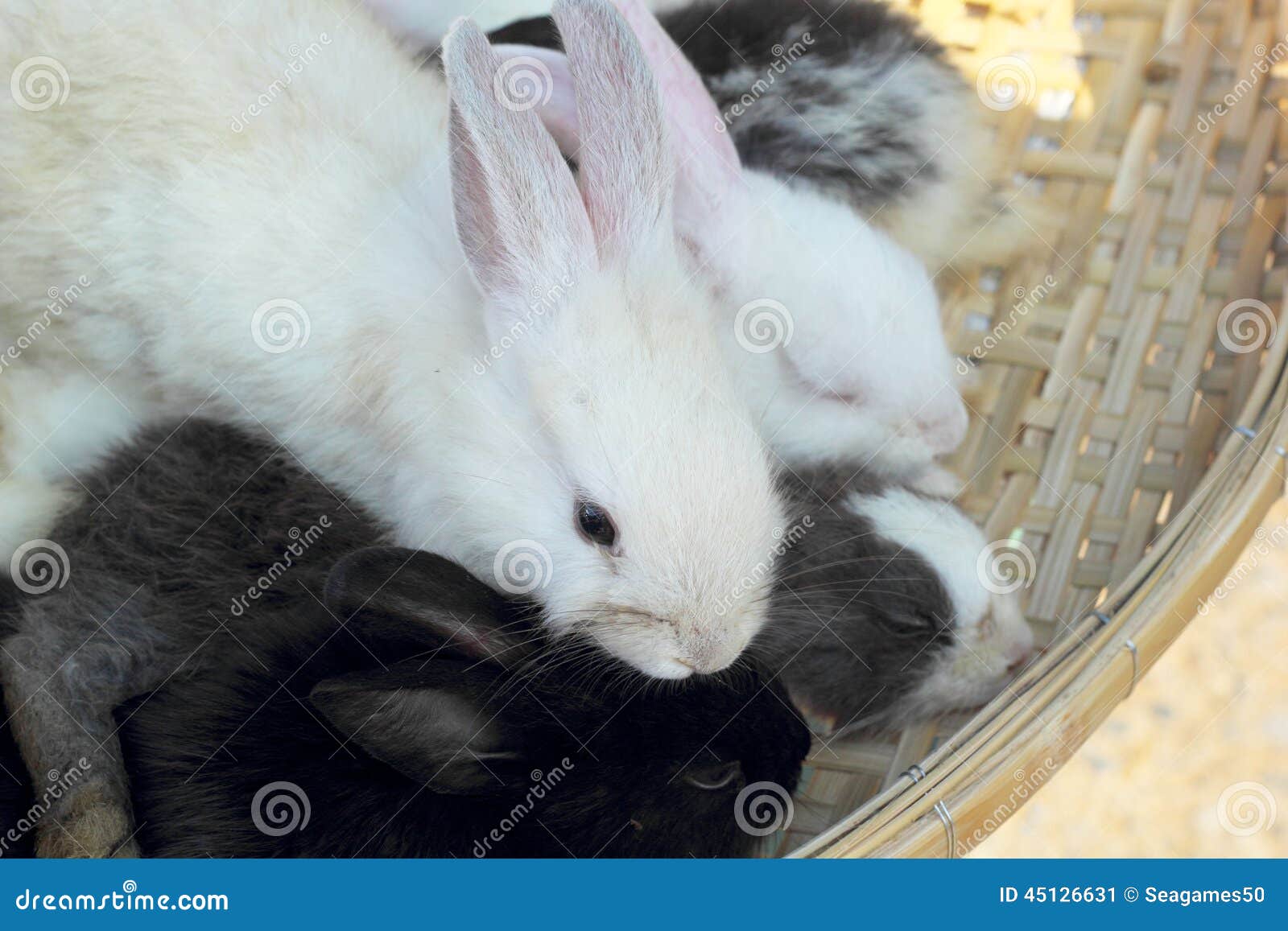 Rabbits Lots of Cute for Sale. Stock Image - Image of gray, ears: 45126631