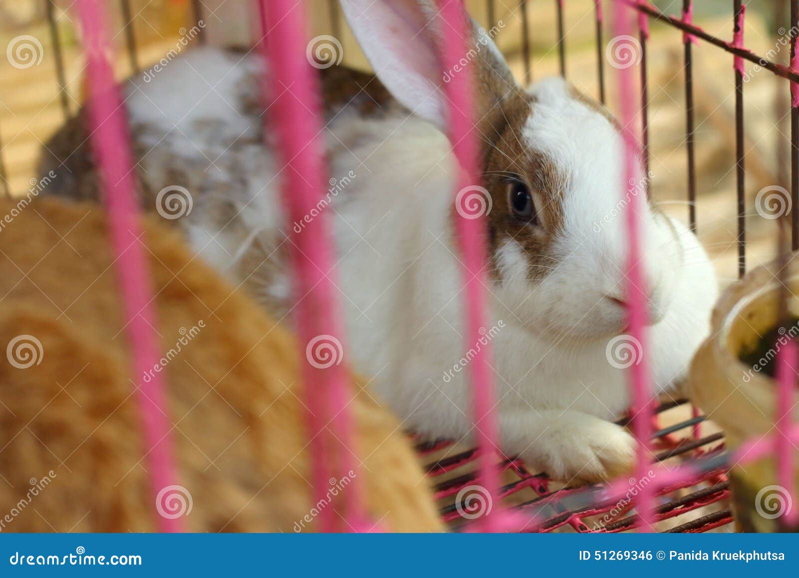Rabbits Lots of Cute for Sale at the Market Stock Photo - Image of ...