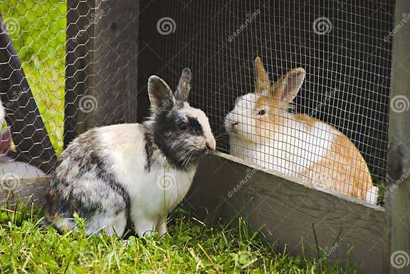 Rabbits in love stock image. Image of mammals, together - 3917901