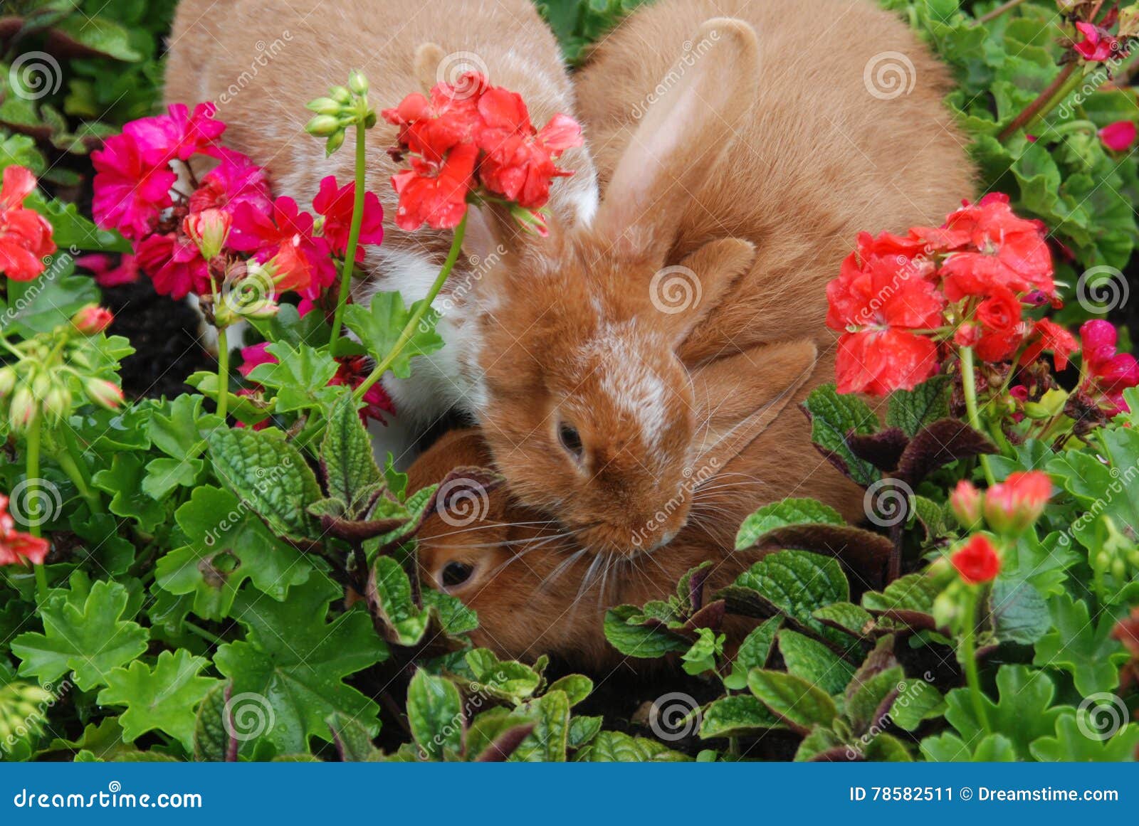 Rabbits love stock image. Image of rabbits, farm, white - 78582511