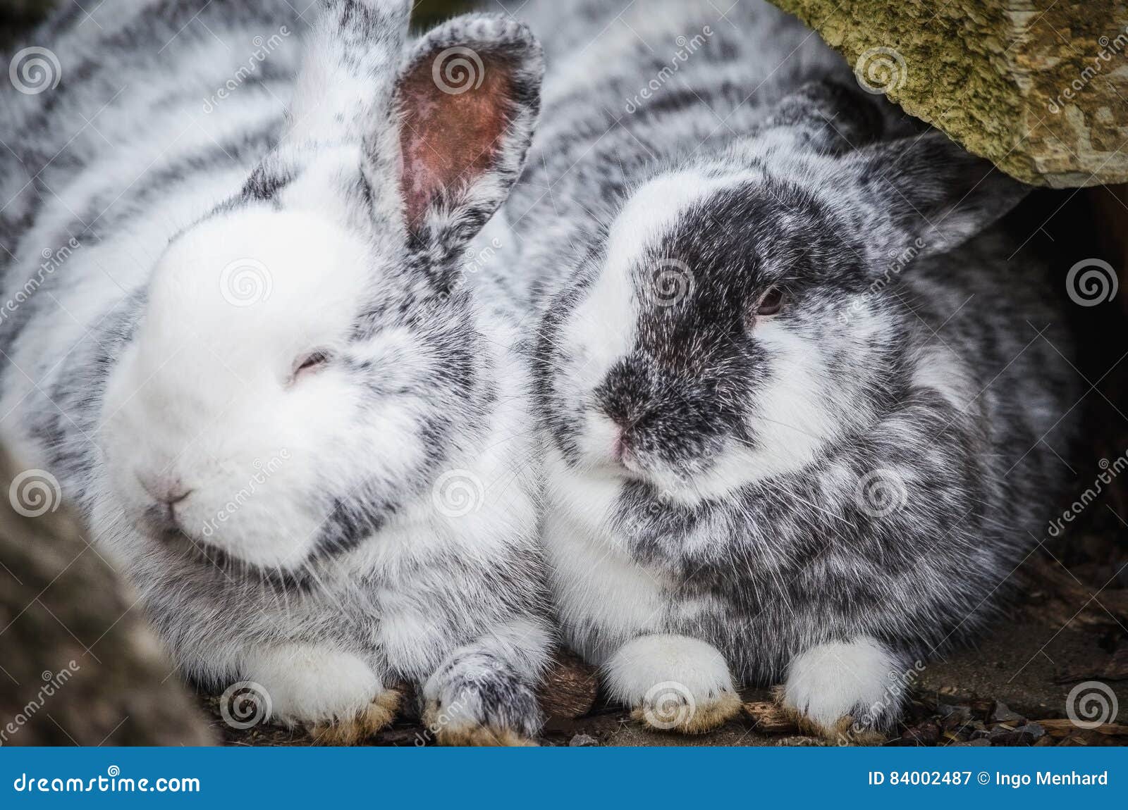 Rabbits in love stock image. Image of mammal, animal - 84002487