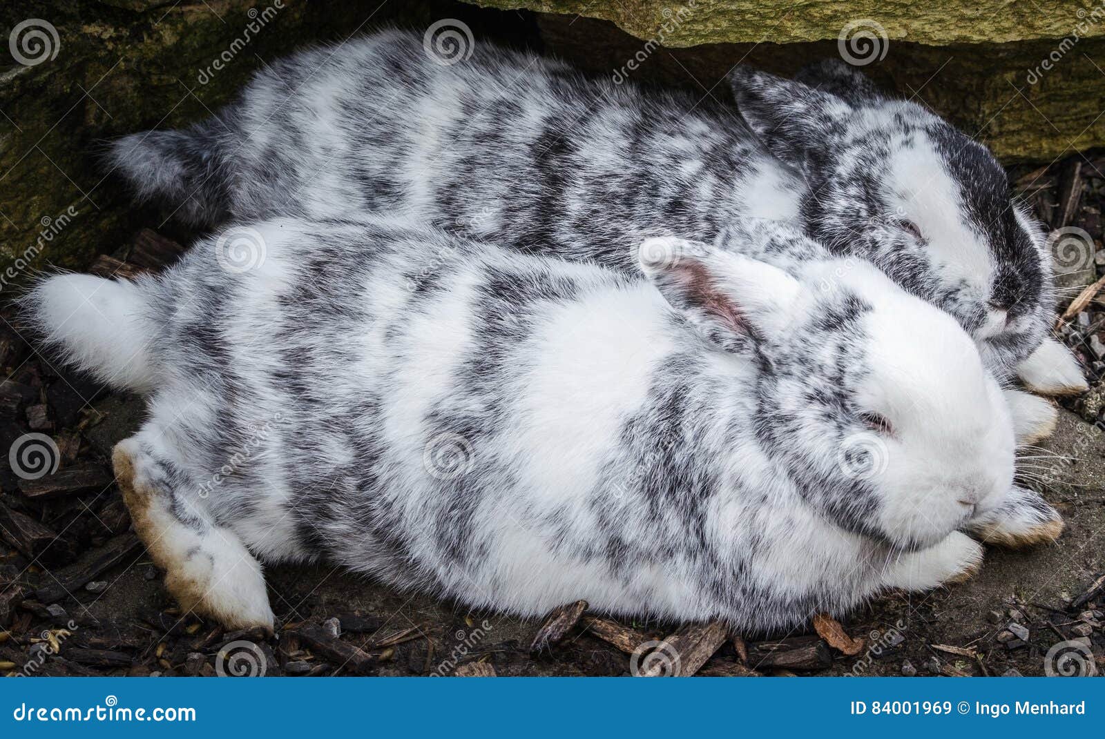 Rabbits in love stock image. Image of rabbits, relationship - 84001969