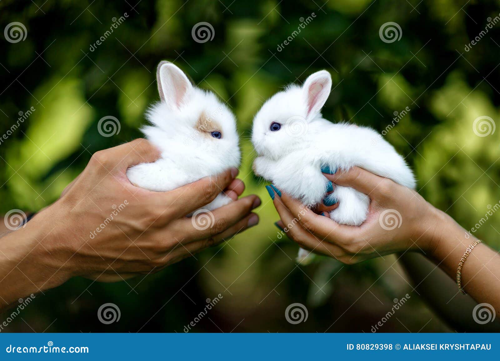 Rabbits stock photo. Image of pets, animals, holding - 80829398