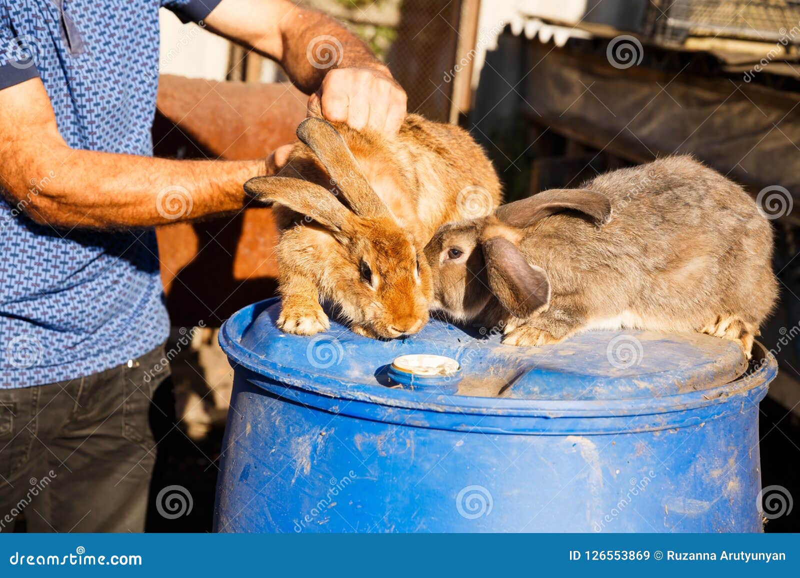 Rabbits stock image. Image of life, occupation, bunny - 126553869