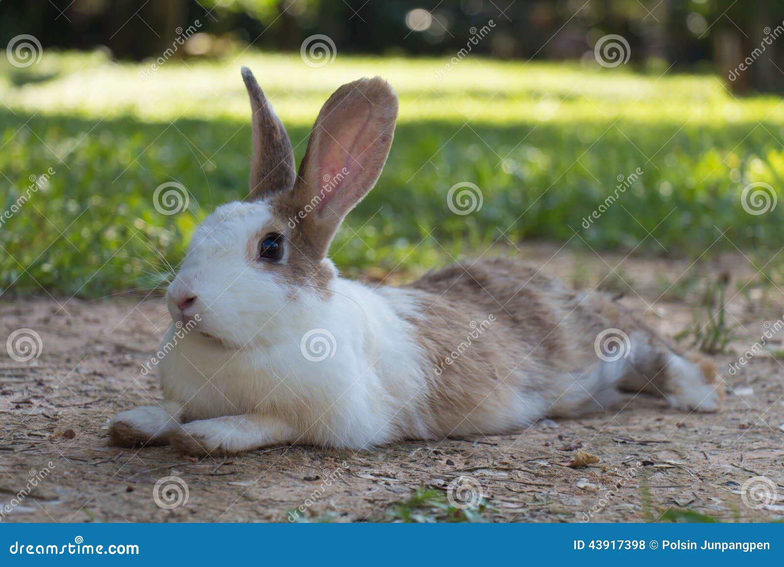 Rabbits in the meadow stock photo. Image of clovers, eating - 43917398
