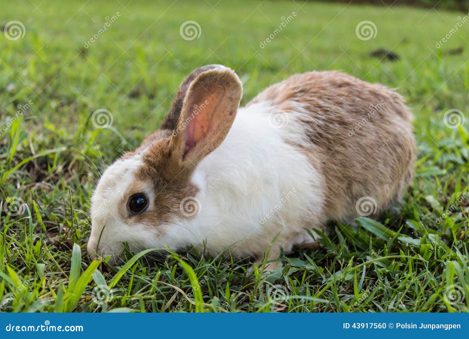 Rabbits in the meadow stock photo. Image of green, nature - 43917560