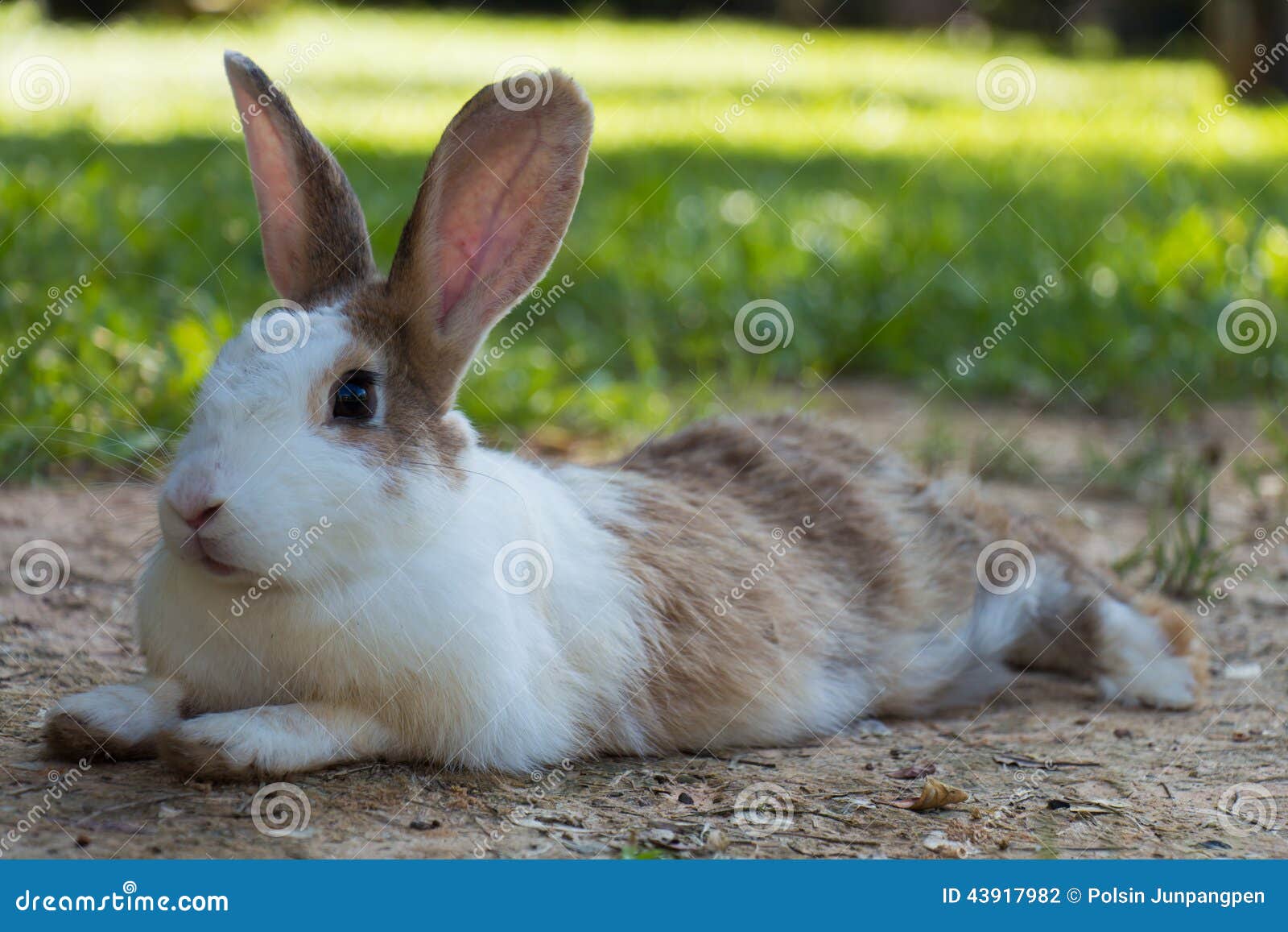 Rabbits in the meadow stock photo. Image of nature, clovers - 43917982