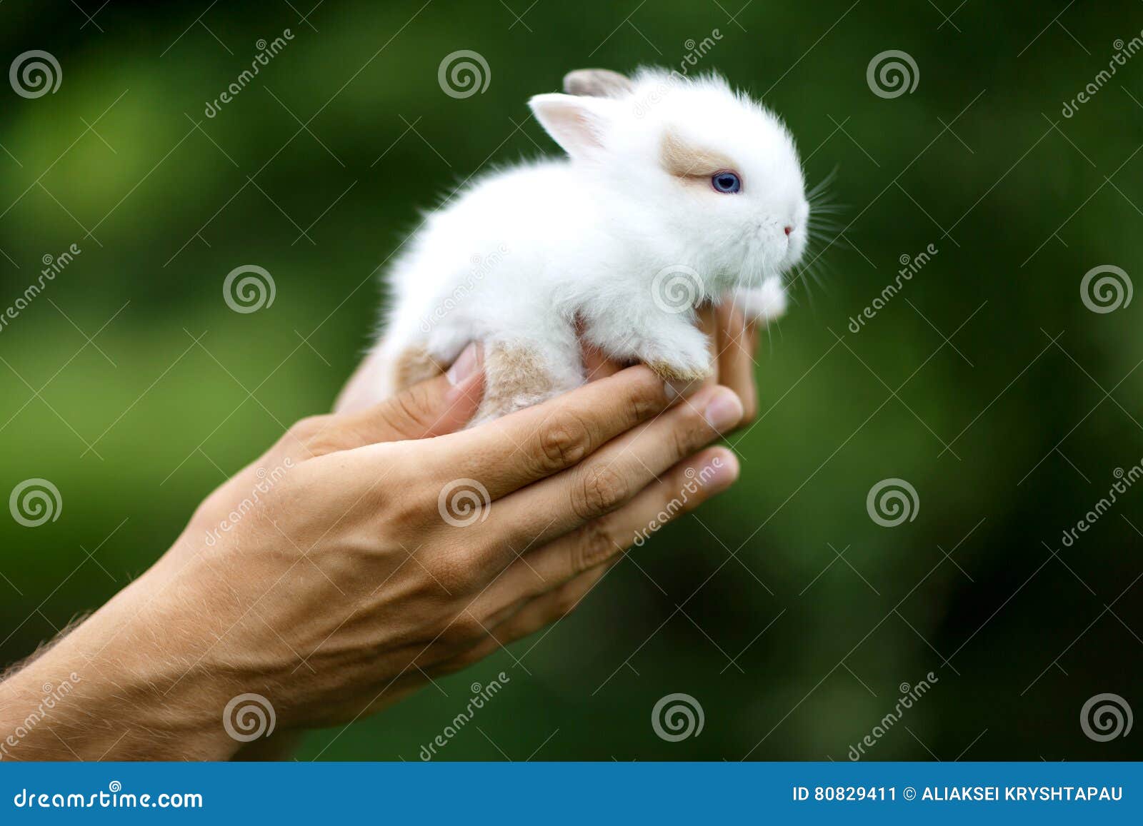 Rabbits stock image. Image of rabbits, pets, happy, lovestory - 80829411