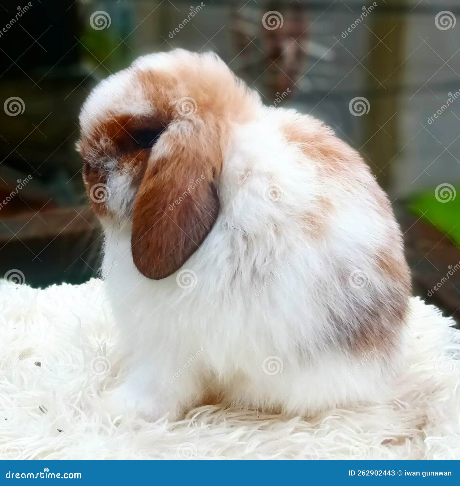 Rabbits mini stock image. Image of beautiful, holand - 262902443