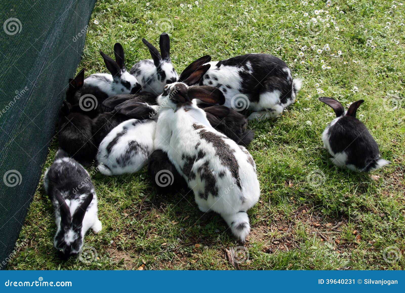 Rabbits outside stock image. Image of scared, play, white - 39640231