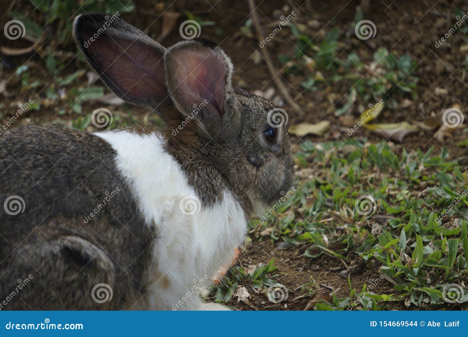 Rabbits in the Park are Looking for Food Stock Photo - Image of animal ...