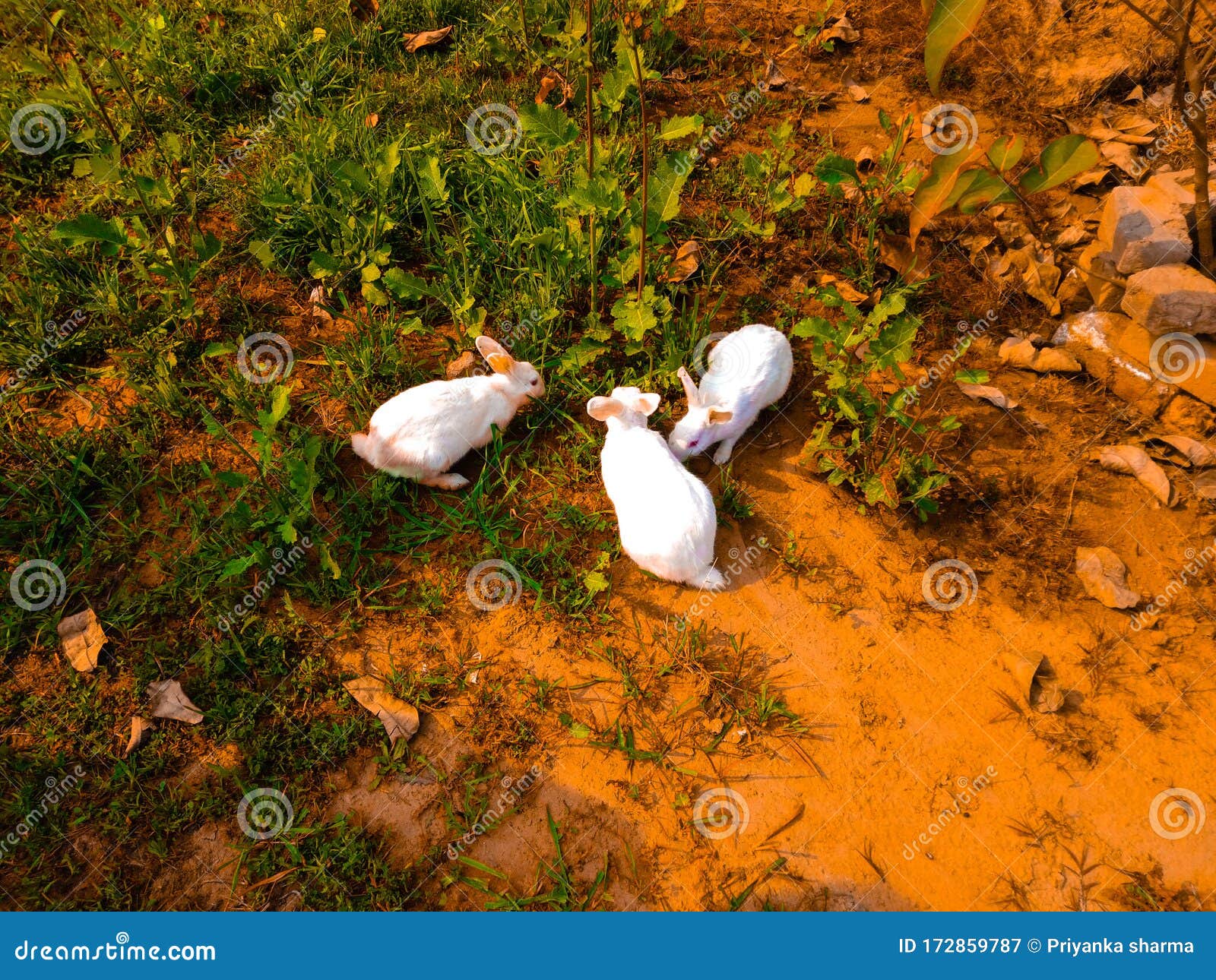 Rabbits are Playing with Each Other Stock Image - Image of rabbits ...