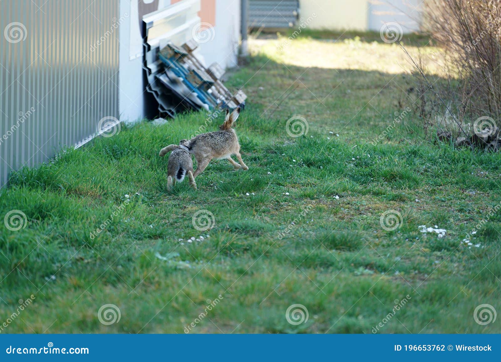 Rabbits Playing in a Garden Stock Photo - Image of jumping, fluffy ...