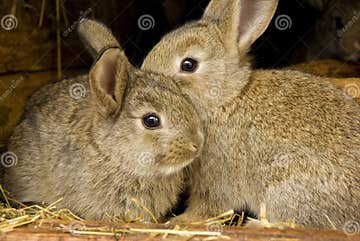 Rabbits rabbit breeding stock image. Image of bunny, feeding - 14454693