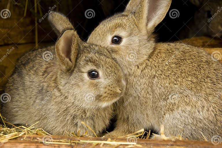 Rabbits rabbit breeding stock image. Image of bunny, feeding - 14454693