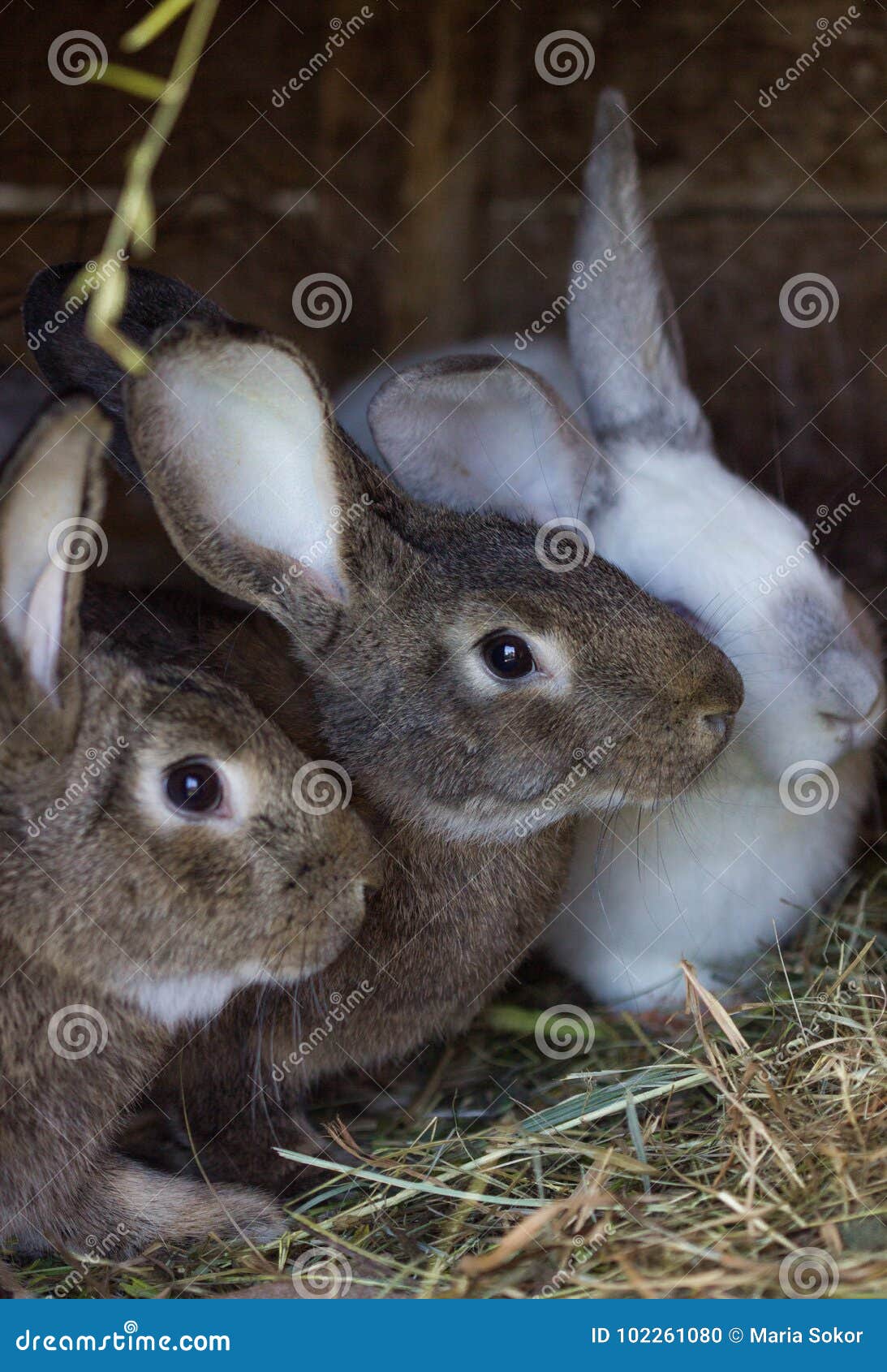 Rabbits. Rabbit in Farm Cage or Hutch. Breeding Rabbits Concept Stock ...