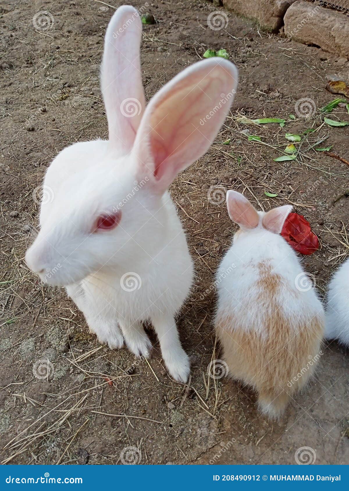 Rabbits stock photo. Image of rodent, nose, carnivore - 208490912