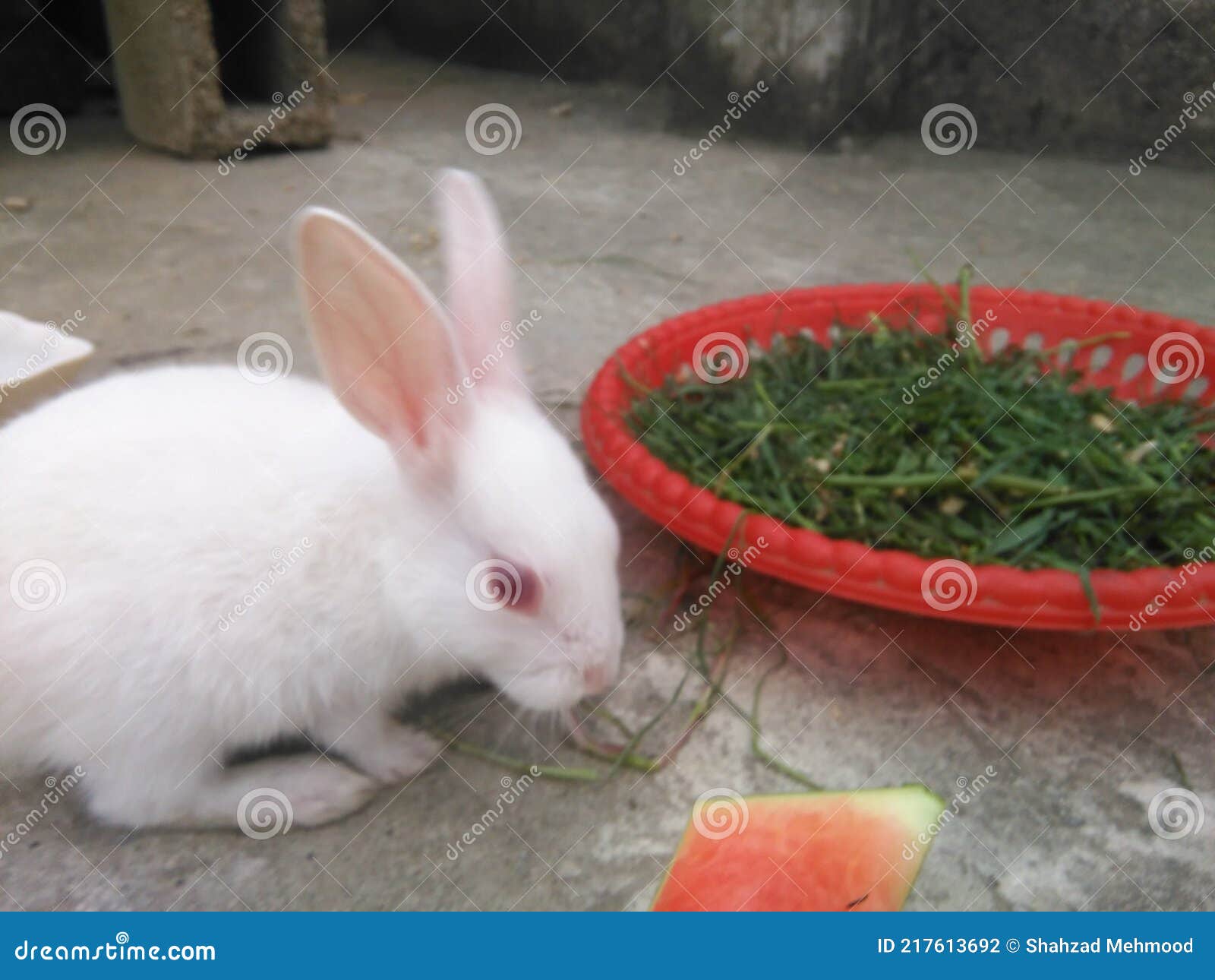 Rabbits sad mode stock photo. Image of chipmunk, carnivore - 217613692