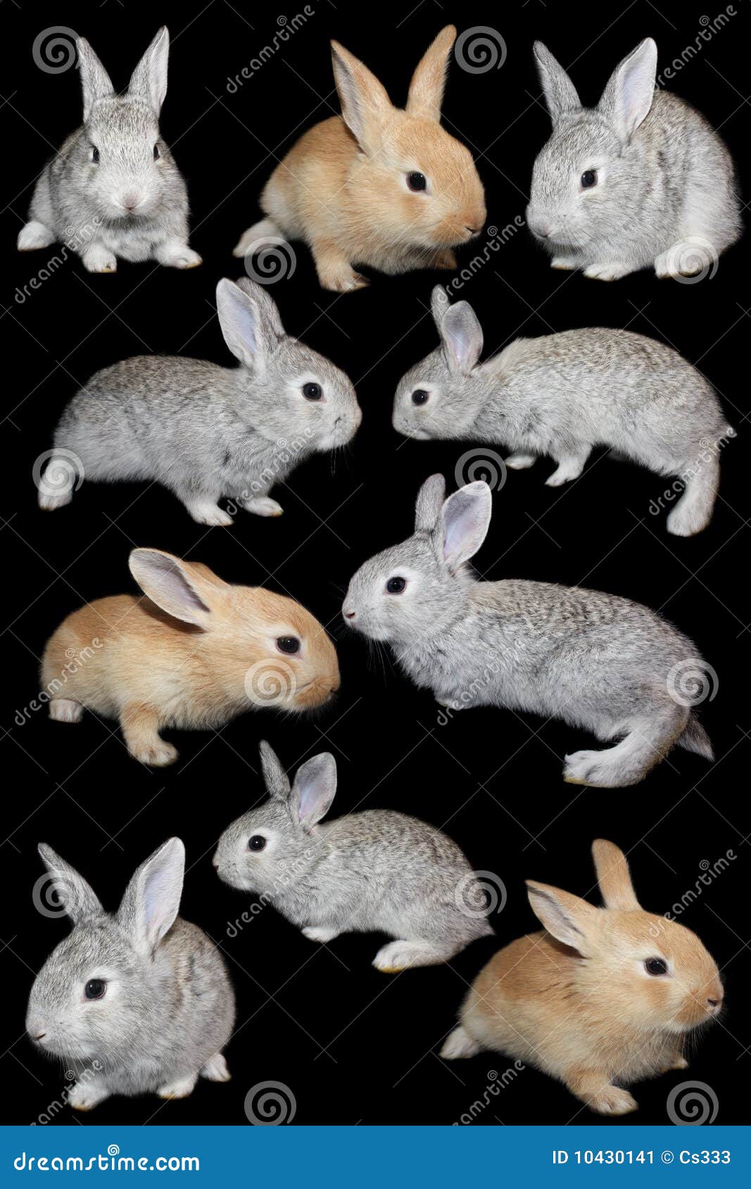 715 Rabbits Set Stock Photos - Free & Royalty-Free Stock Photos from ...