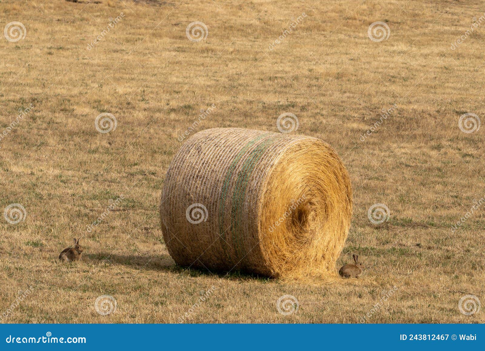 Rabbits Shelter by a Large Hay Bale Stock Image - Image of huddled ...