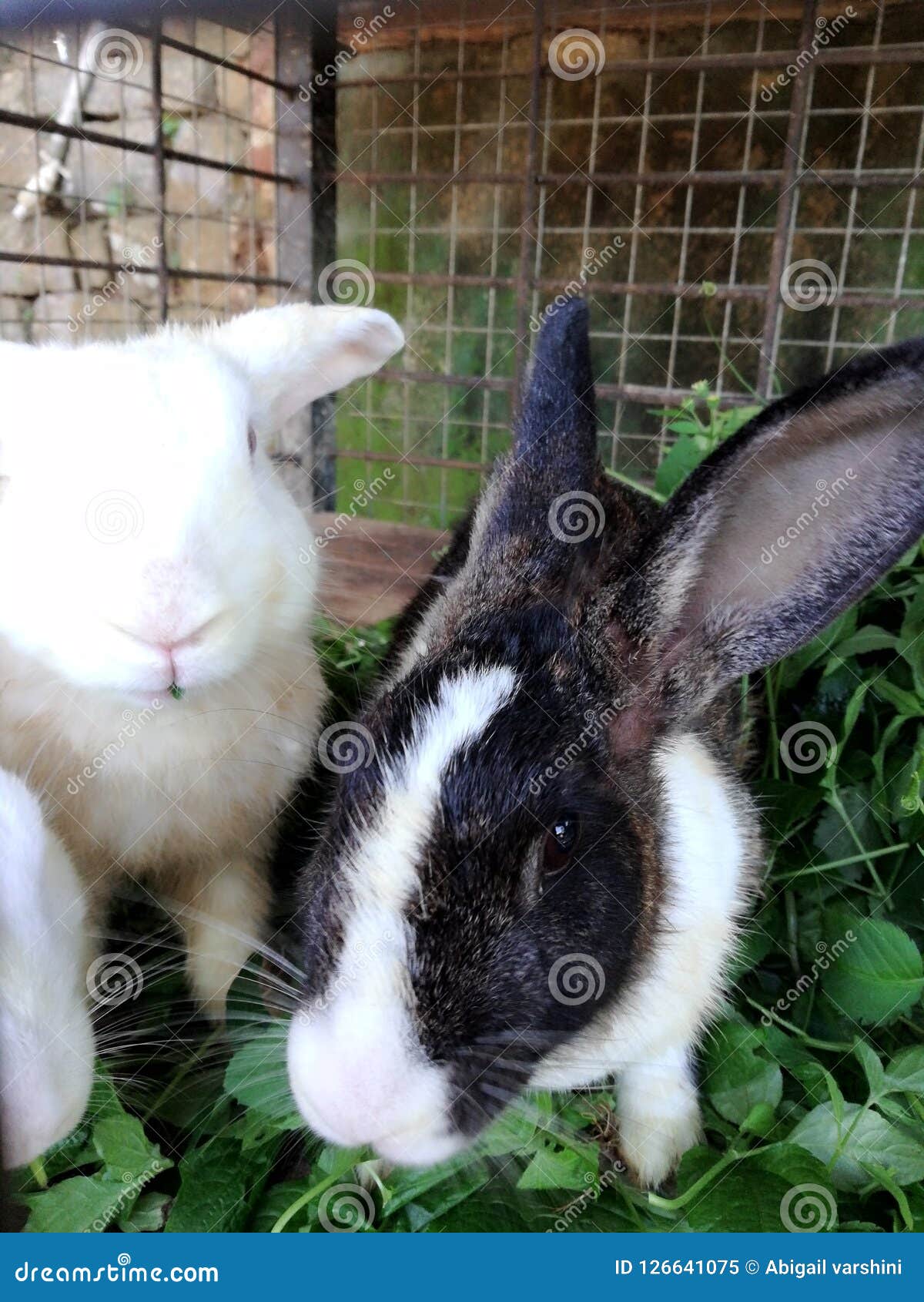 Rabbits stock image. Image of love, rabbity, siblings - 126641075