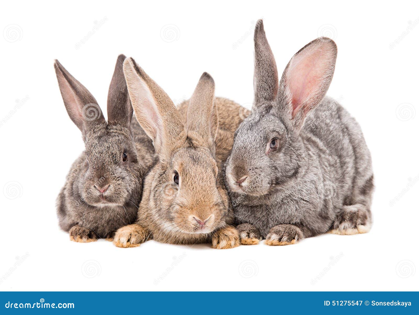 Rabbits sitting together stock image. Image of portrait - 51275547