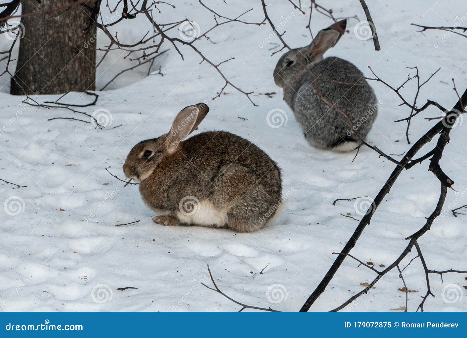 Rabbits in the Snow in Spring Stock Image - Image of hare, grass: 179072875