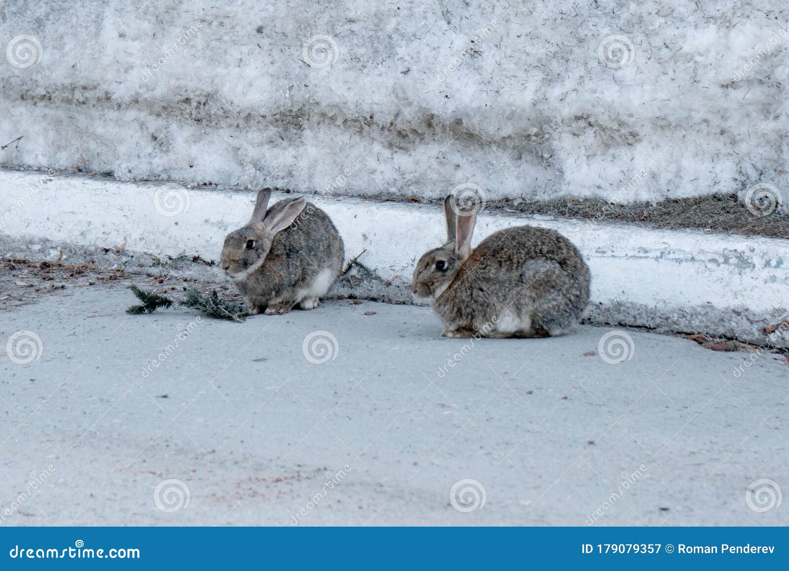 Rabbits in the Snow in Spring Stock Image - Image of field, rabbit ...