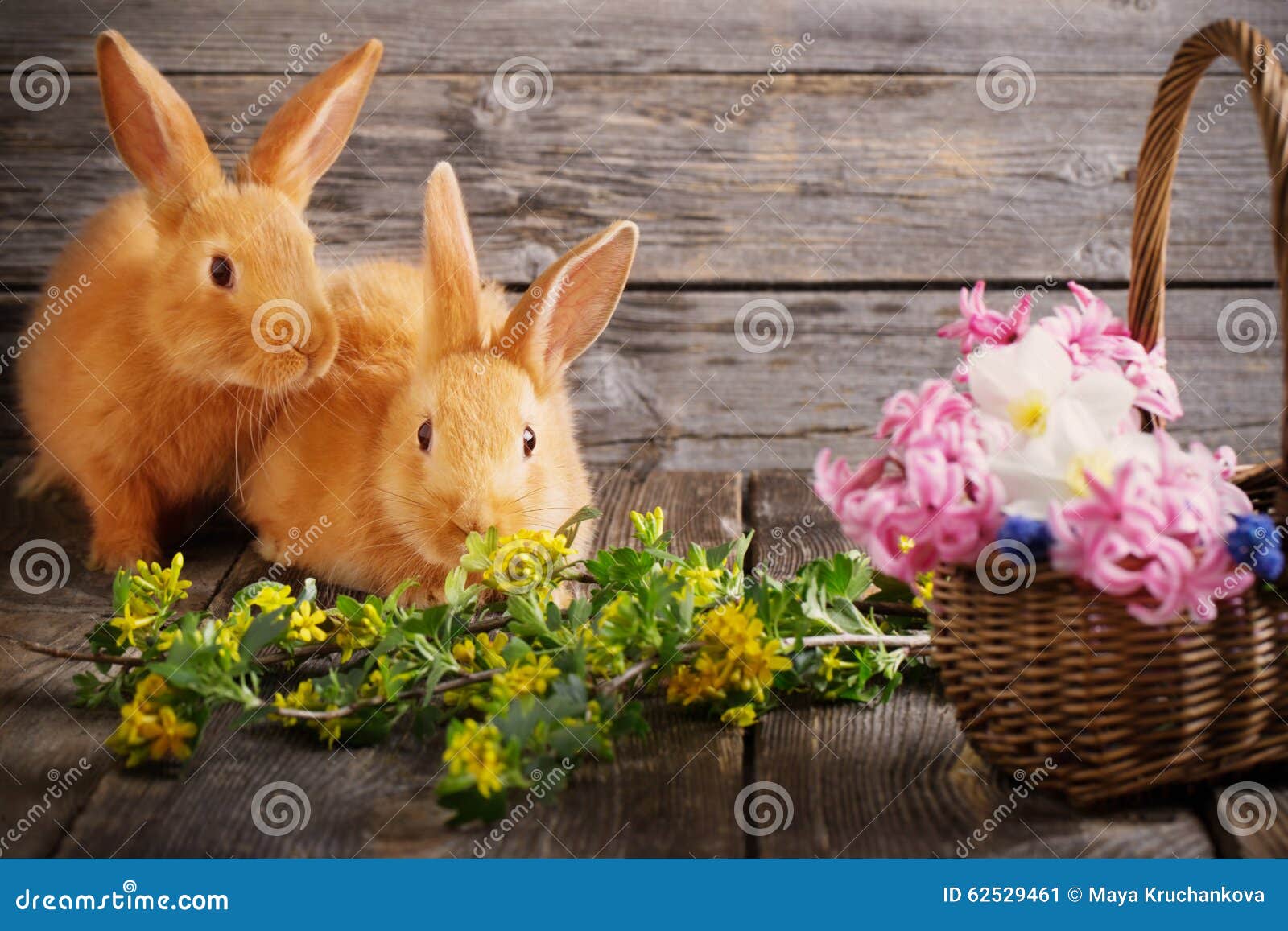 Rabbits with Spring Flowers Stock Image - Image of single, pink: 62529461
