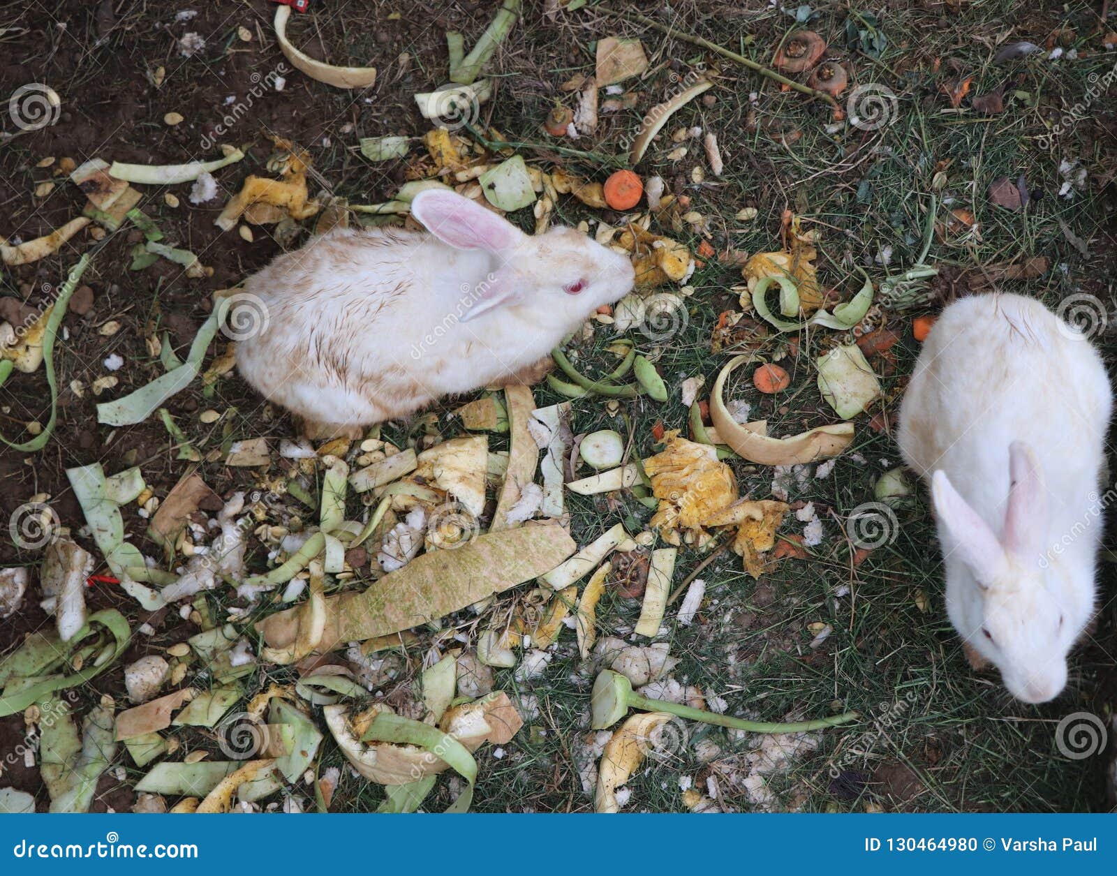 The rabbits story stock photo. Image of white, peaceful - 130464980