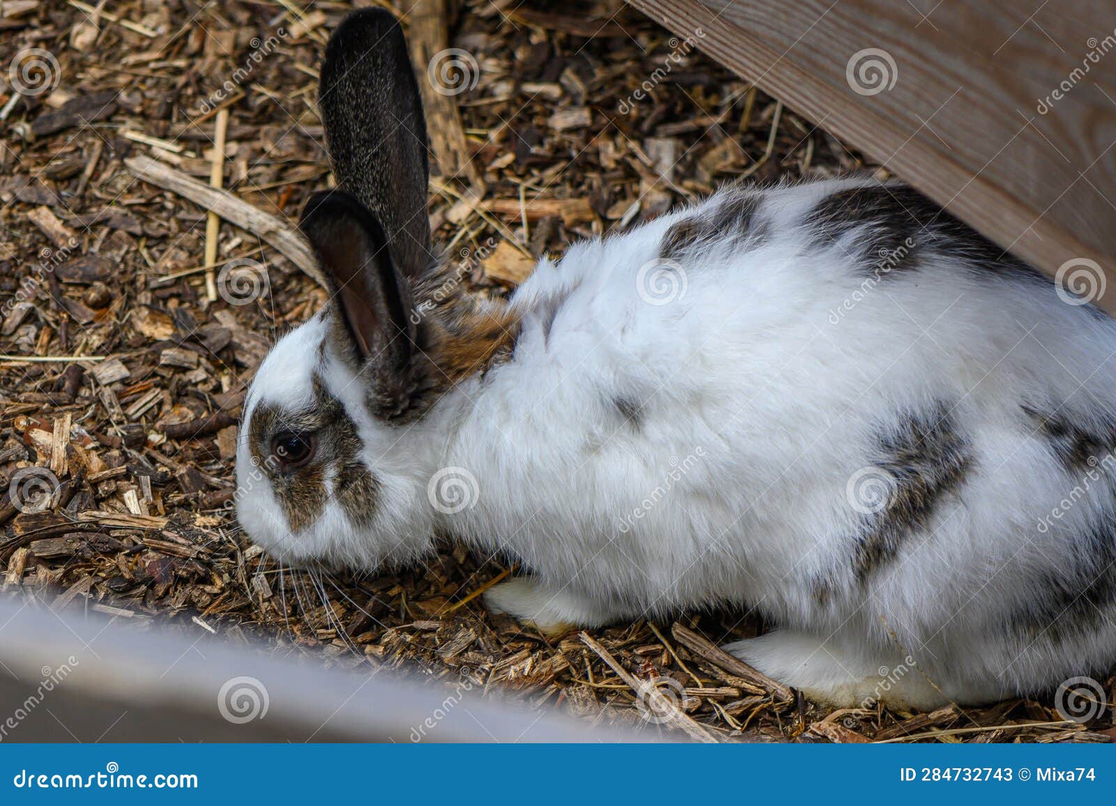 Rabbits in the Summer at the Riga Zoo 2 Stock Image - Image of small ...