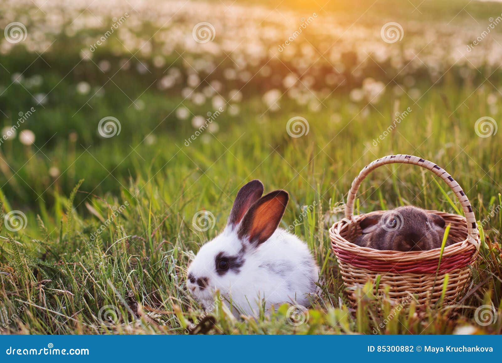 Rabbits at sunset stock photo. Image of garden, bunny - 85300882