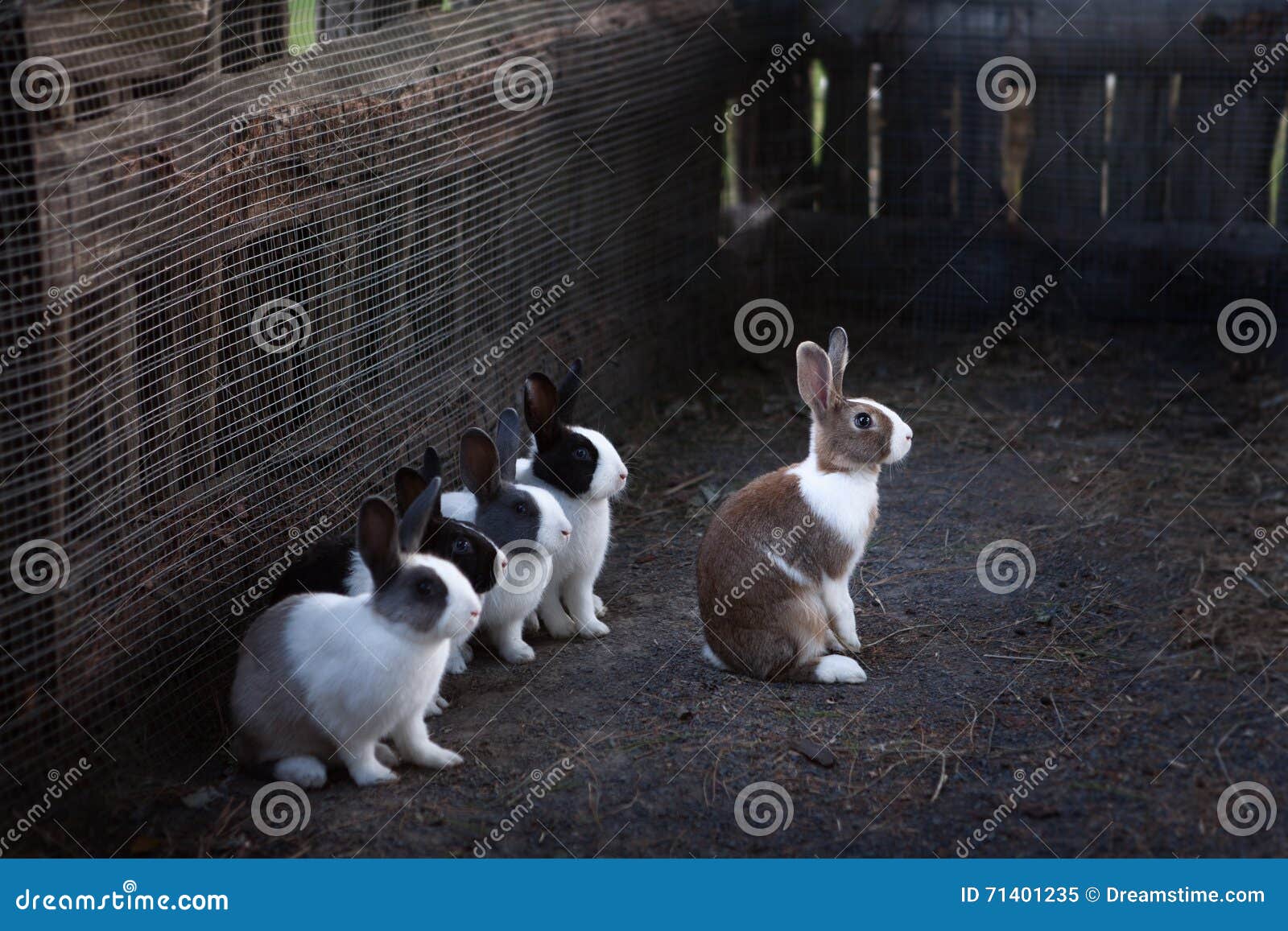 Five Rabbits Stock Photo | CartoonDealer.com #4376160