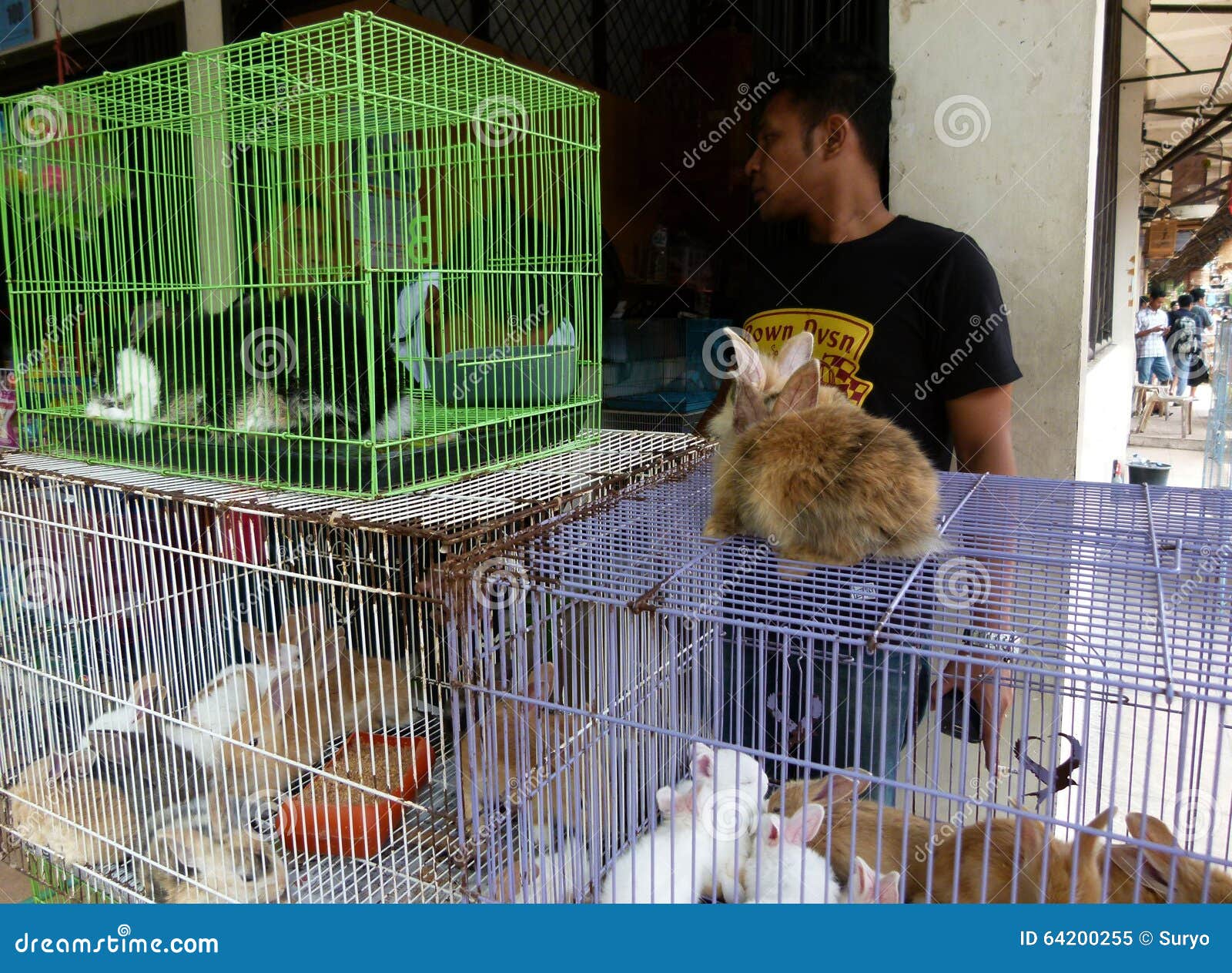 Rabbits editorial image. Image of sell, central, market - 64200255