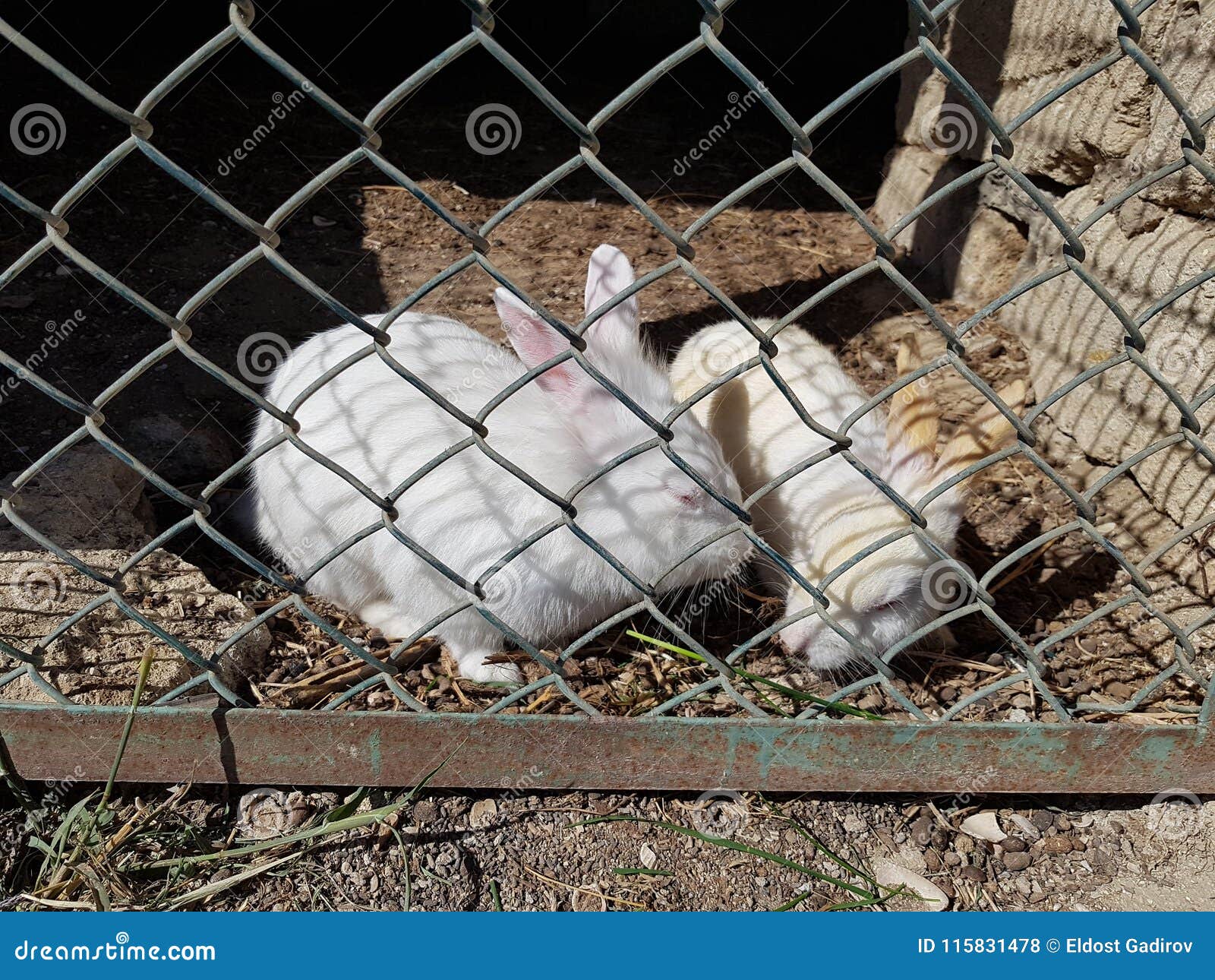 Rabbits stock photo. Image of twin, rabbits, beautiful - 115831478