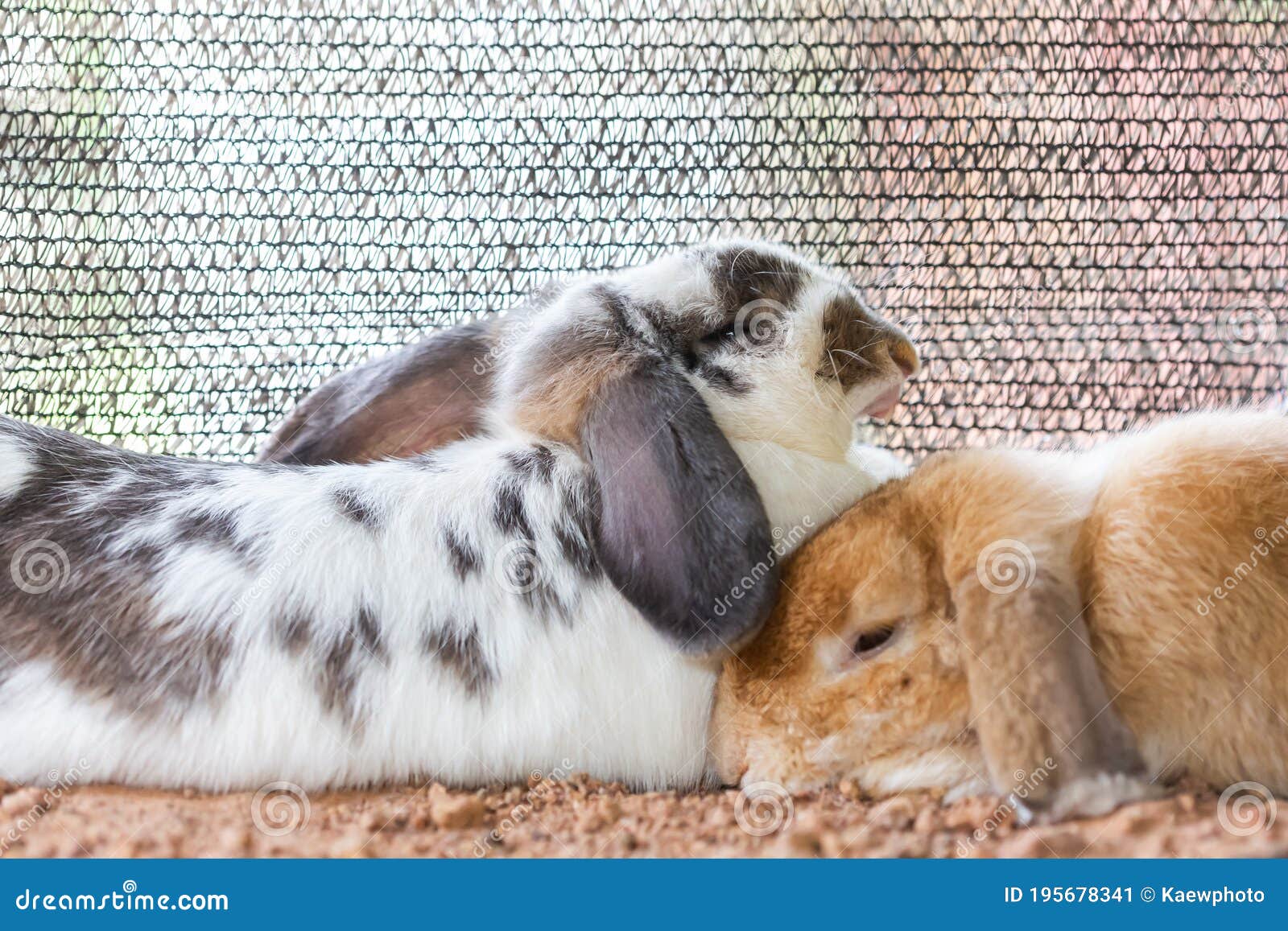 Rabbits that are White and Black that is Cute and Bright in Motion ...