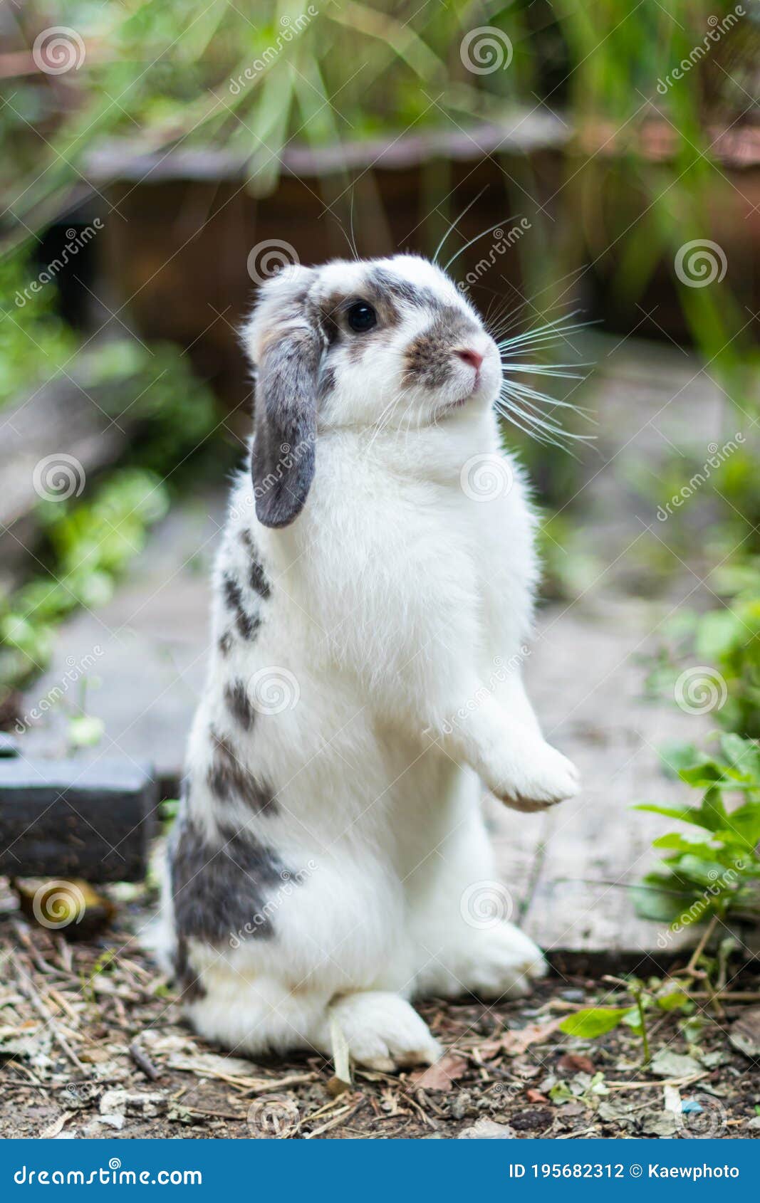 Rabbits that are White and Black that is Cute and Bright Stock Photo ...