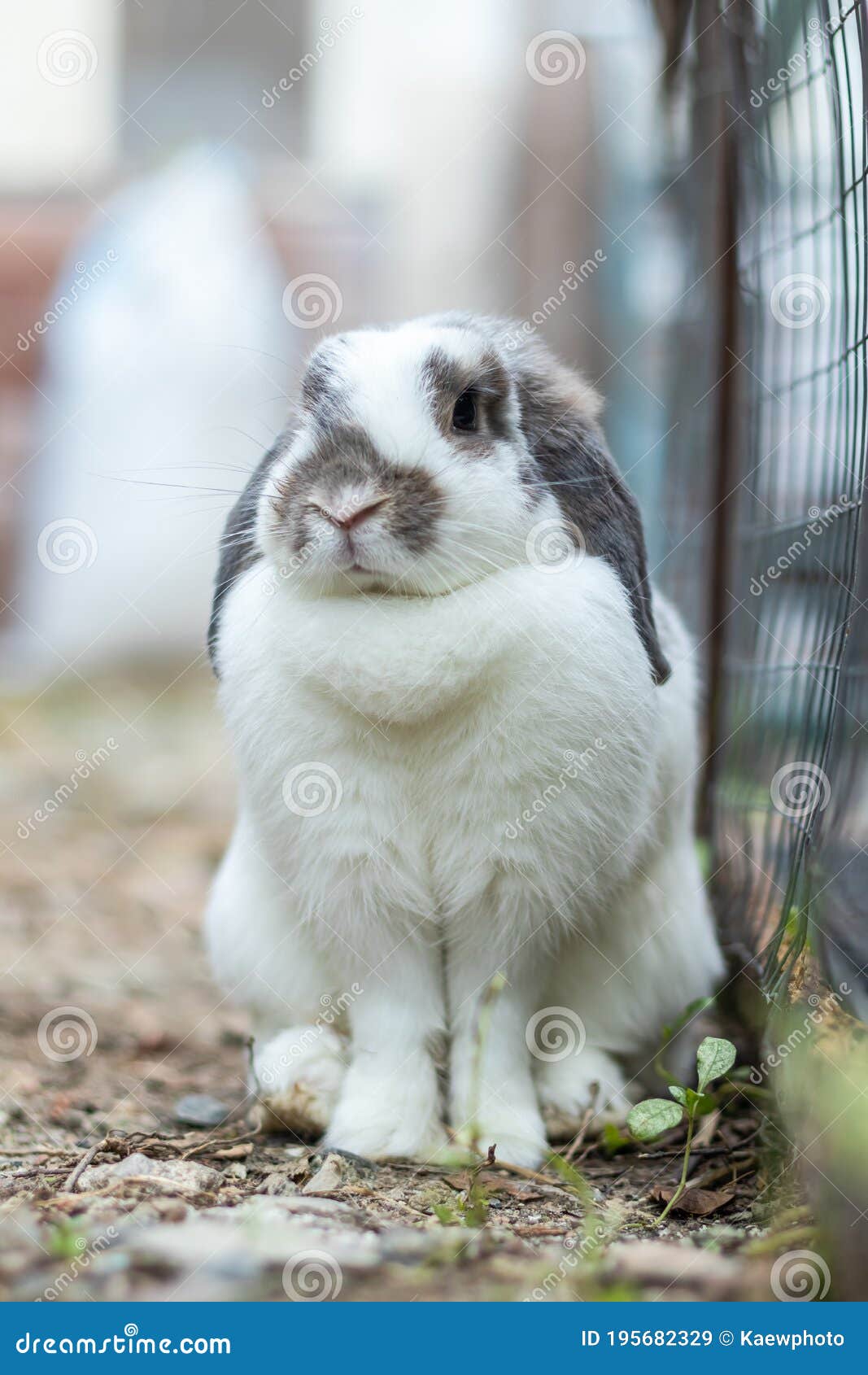 Rabbits that are White and Black that is Cute and Bright Stock Image ...