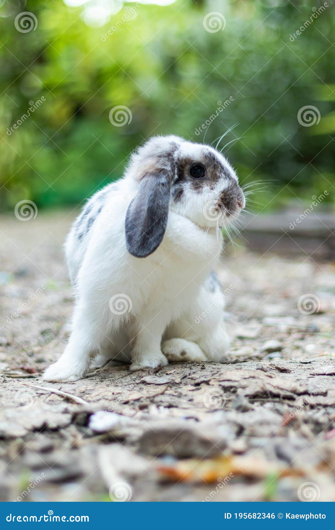 Rabbits that are White and Black that is Cute and Bright Stock Photo ...