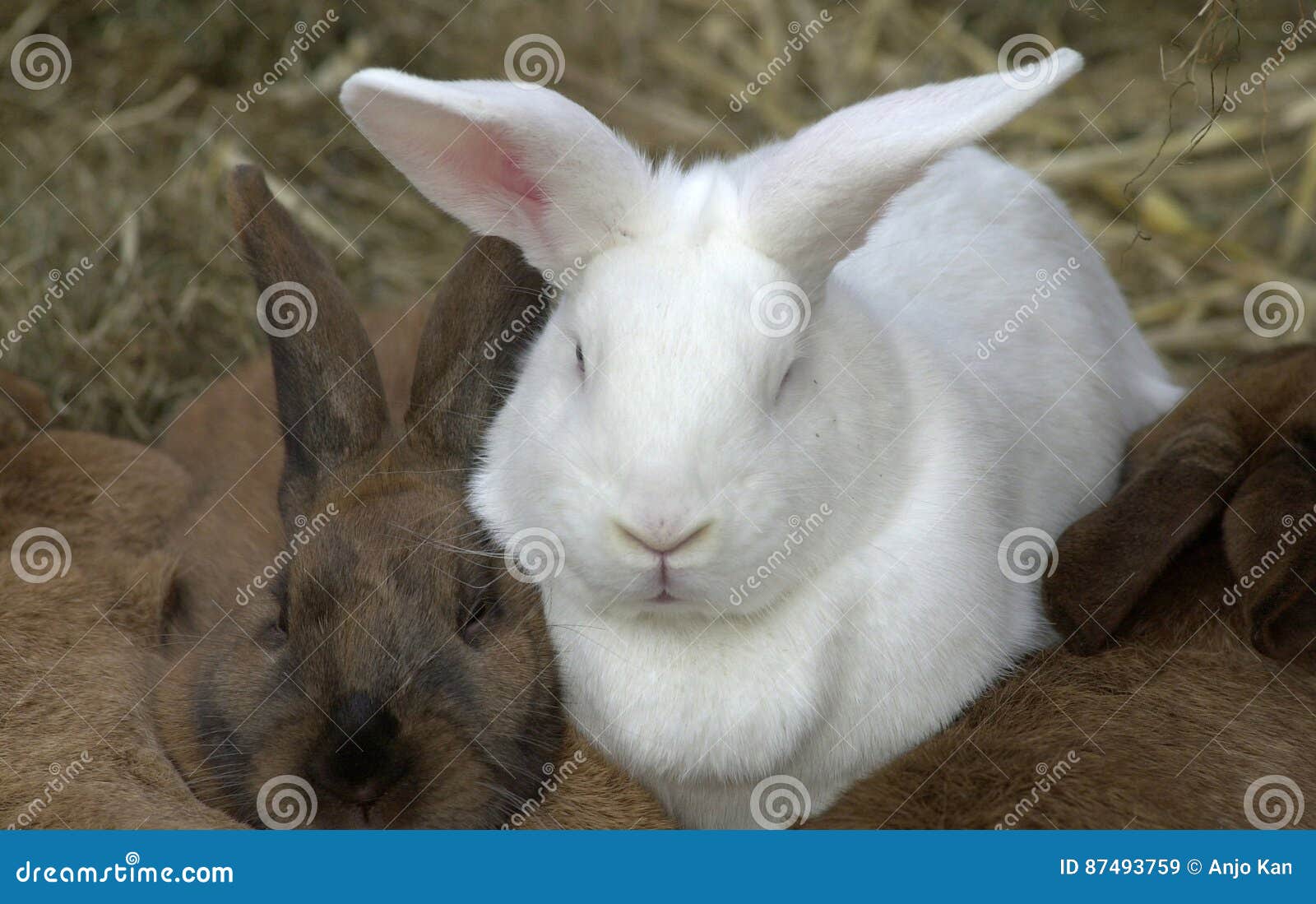 White Rabbait Stock Photos - Free & Royalty-Free Stock Photos from ...