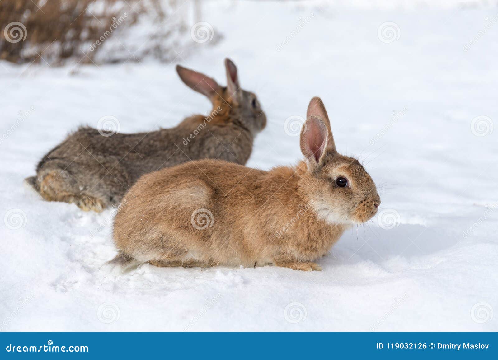 Rabbits on white snow stock photo. Image of snow, portrait - 119032126