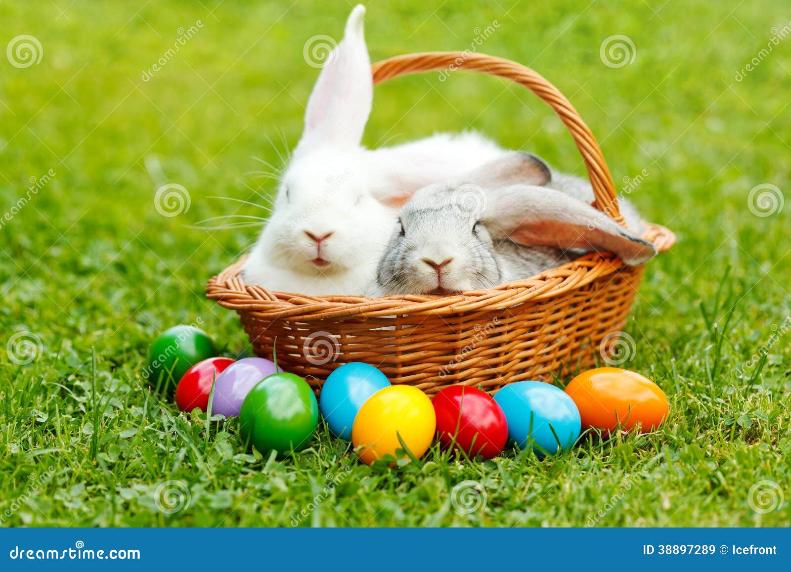 Rabbits in Wicker Basket with Colorful Easter Eggs Stock Image - Image ...