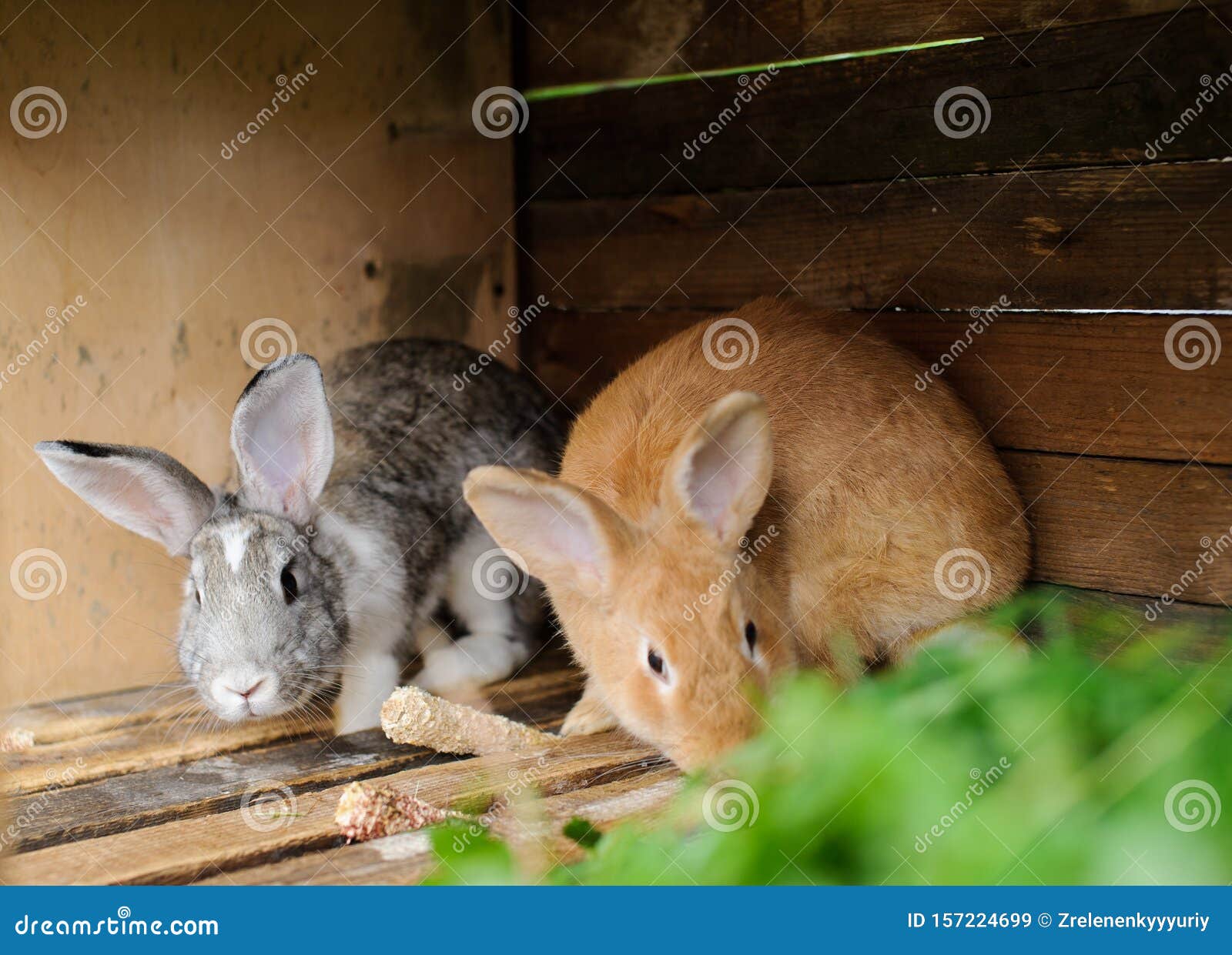 Rabbits in a cage stock image. Image of tame, cute, closeup - 157224699