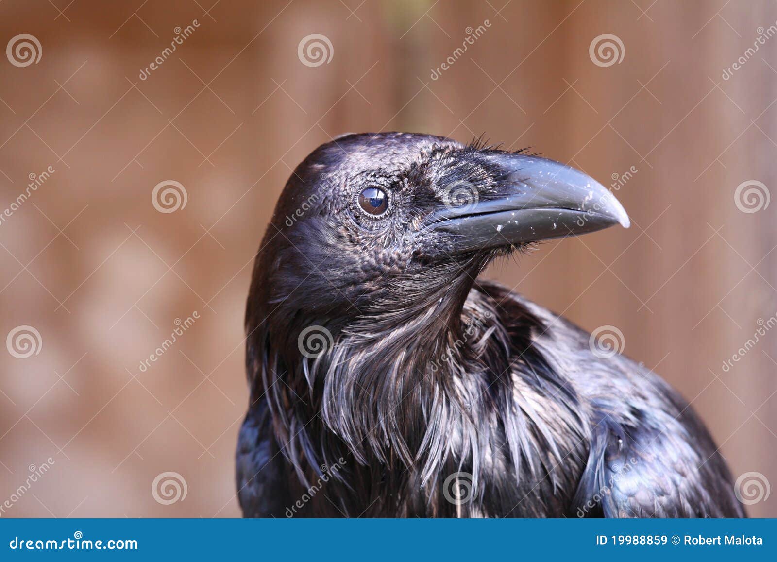 Rabe stockbild. Bild von gefährdet, federn, reiniger - 19988859