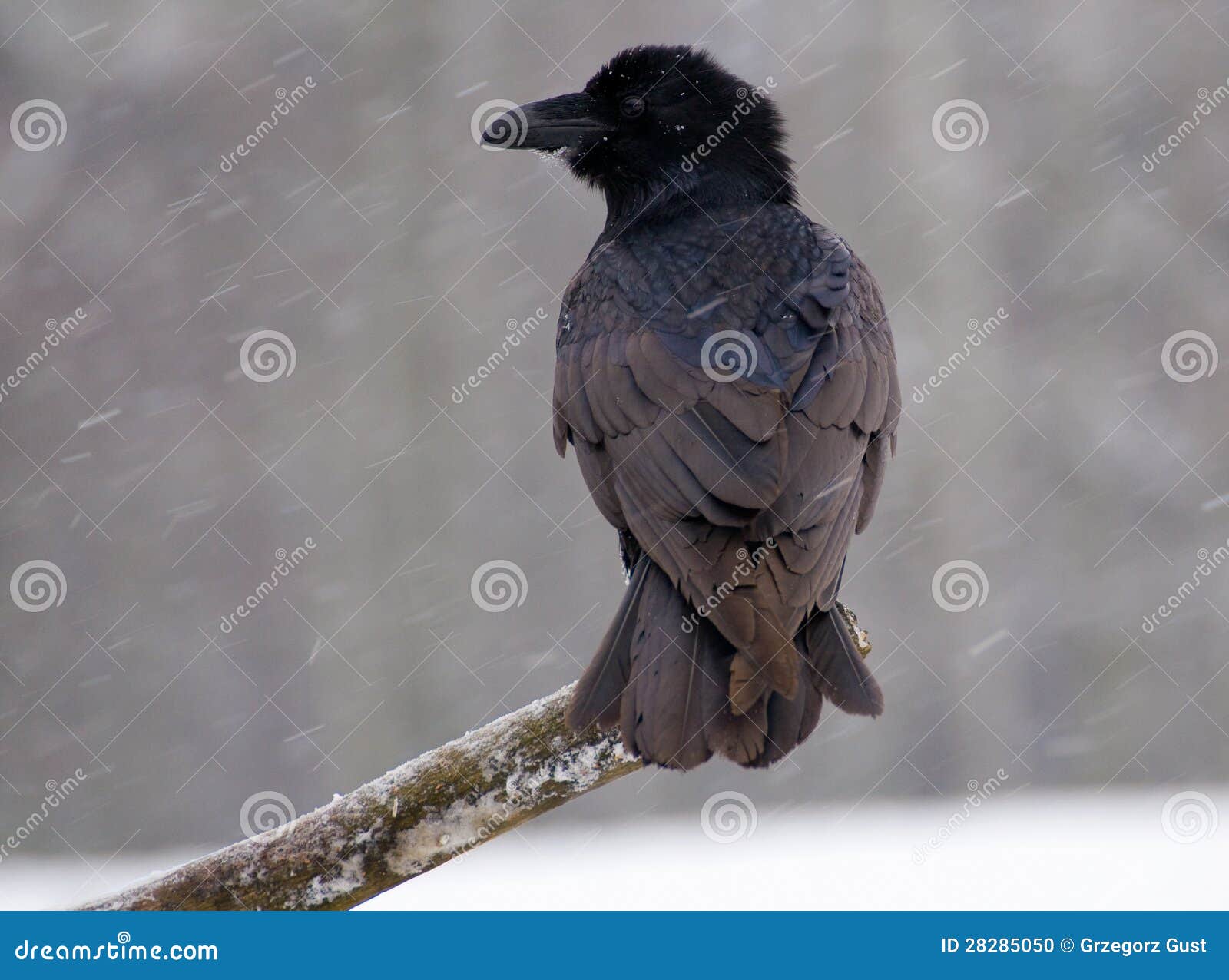 Rabe stockfoto. Bild von mörder, krähe, geläufig, frost - 28285050